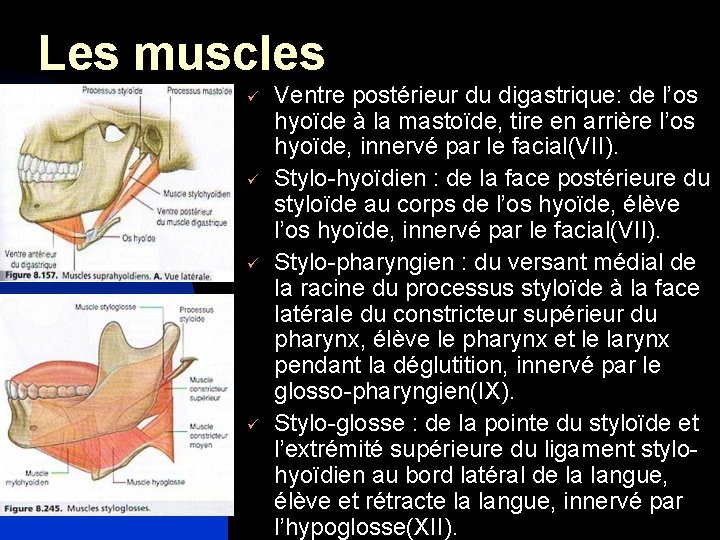 Le rideau stylien Pierre BRODIEZ Matthias BRILLANT Introduction