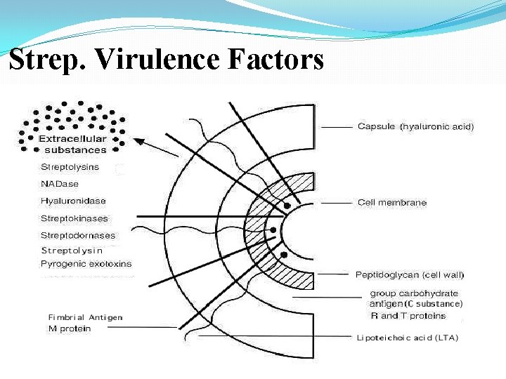 STREPTOCOCCI Dr QuratUlAin Senior Demonstrator Microbiology KEMU Lahore