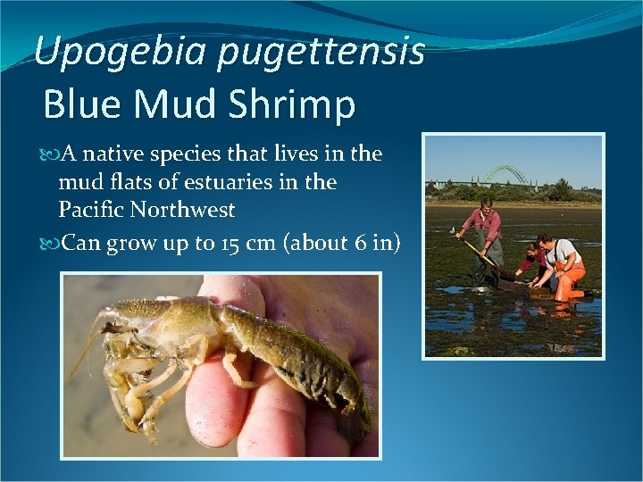 The Blue Mud Shrimp Mystery Newport Oregon Upogebia