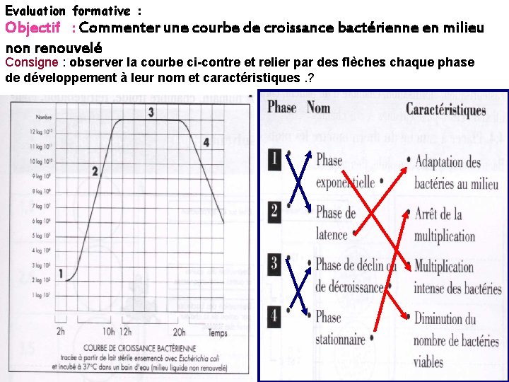 Reproduction et croissance bactrienne Elments favorables la reproduction