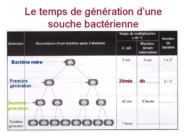 Reproduction et croissance bactrienne Elments favorables la reproduction
