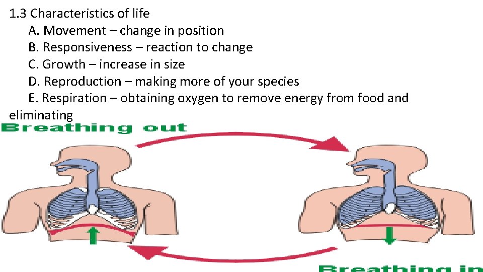 Body Organization 1 1 Introduction A Anatomy the