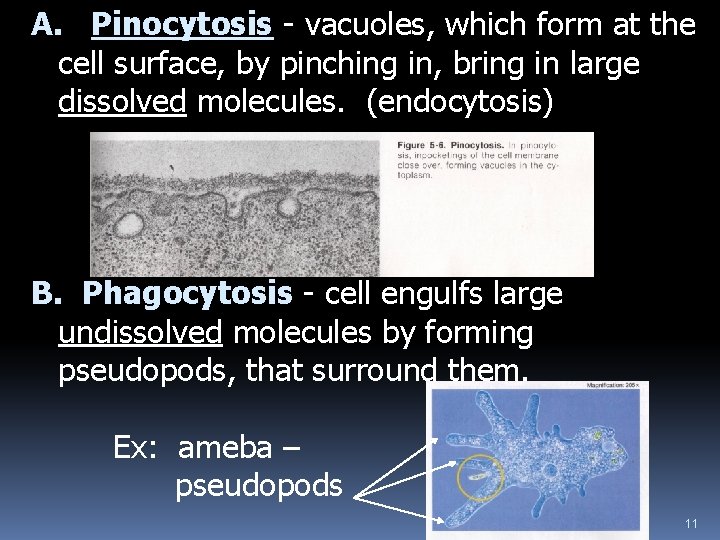 TRANSPORT AND THE CELL MEMBRANE 1 Transport Involves