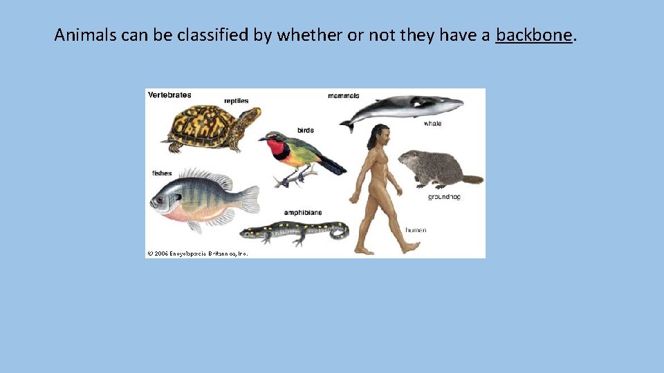 Animals Without Backbones Chapter 2 The Animal Kingdom