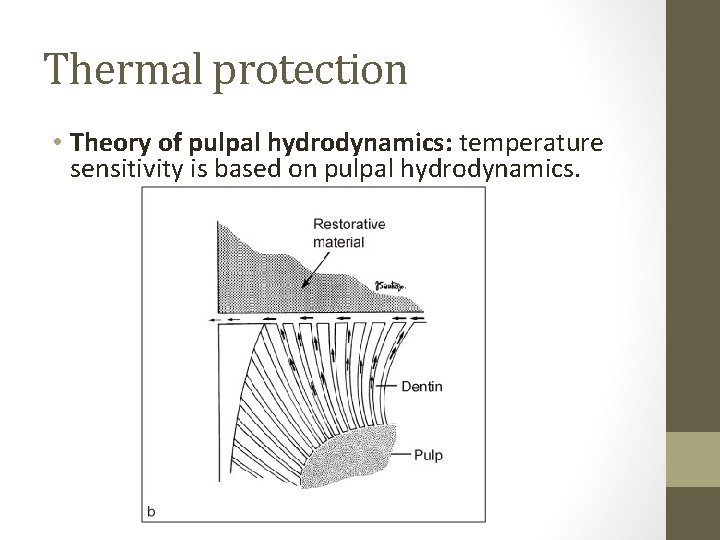 Liners and Bases Alaa Sabrah BDS MSD Ph