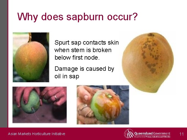 How is mango quality lost Training for supply