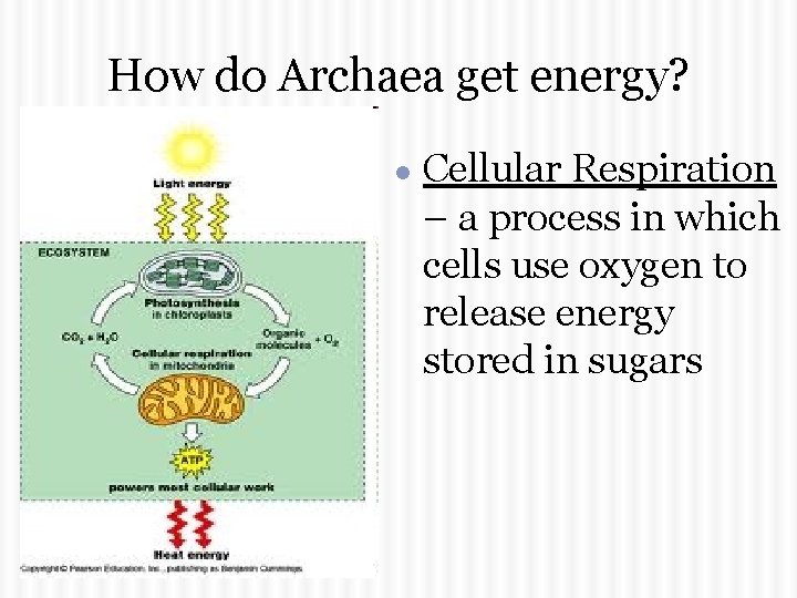 Kingdom Archaea Archaebacteria The Extreme Prokaryotes What Are
