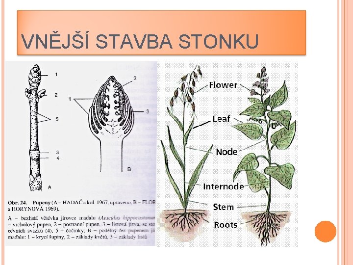 STONEK Biologie 1 ronk STONEK KAULOM funkce rozvod