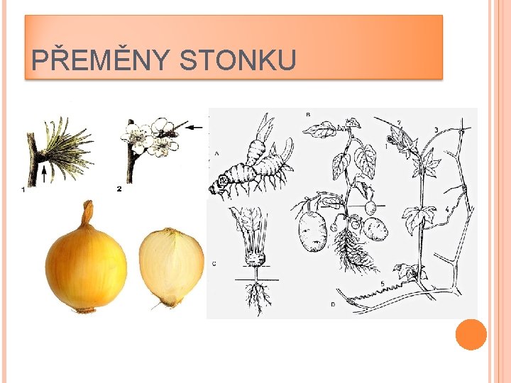 STONEK Biologie 1 ronk STONEK KAULOM funkce rozvod