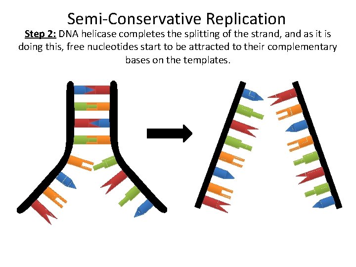 11 1 Replication of DNA Learning Objectives What