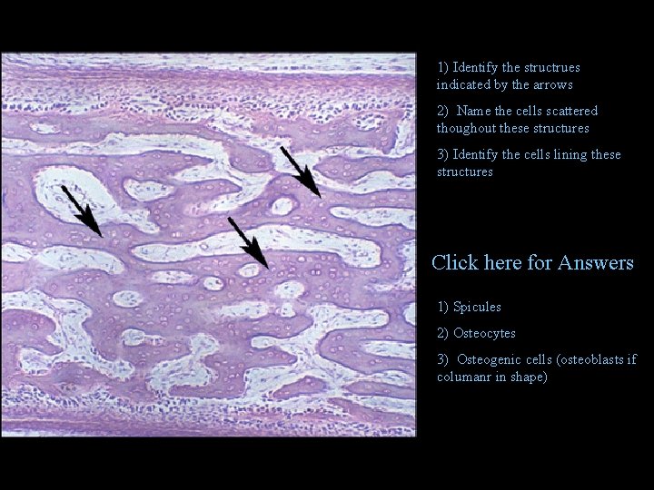 Histology Practice Practical Questions To quiz yourself make