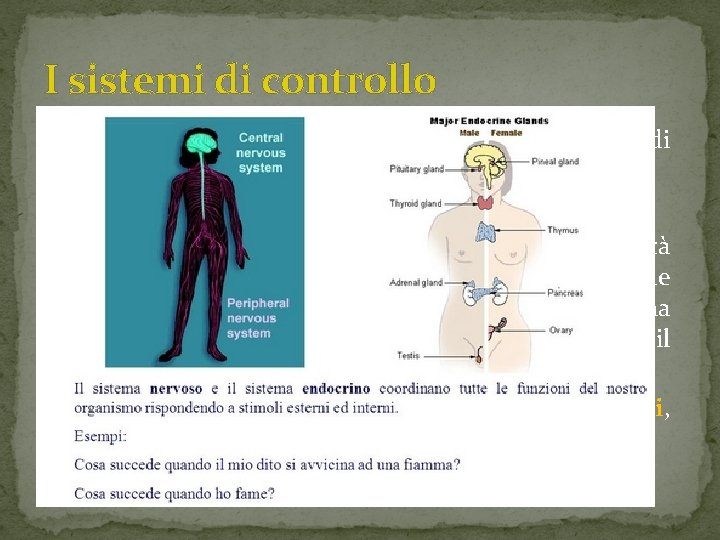 I sistemi di controllo Il nostro organismo ha