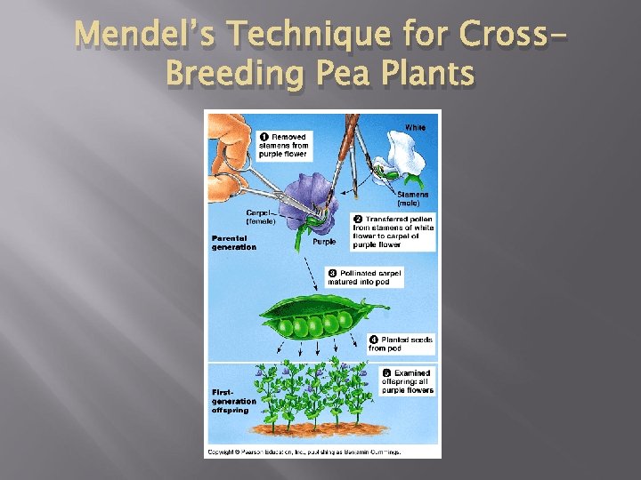 MENDEL THE GENE IDEA Genetics How Are Traits