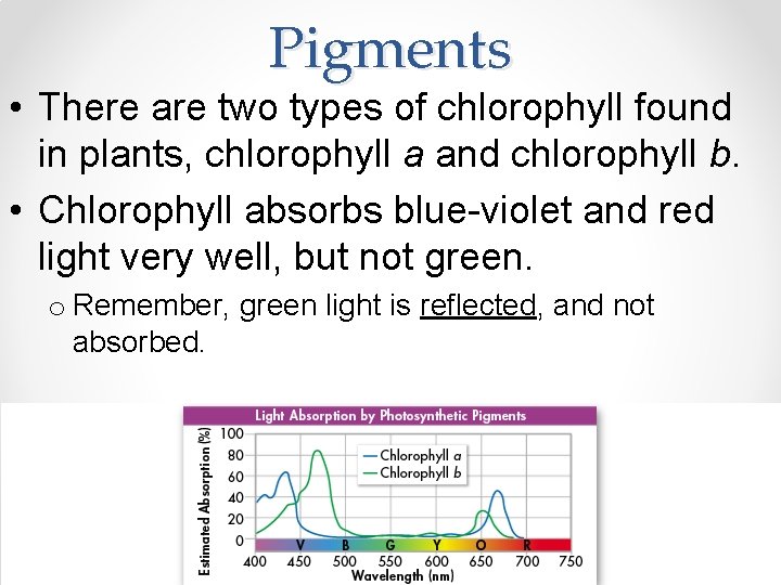 Photosynthesis Introduction to Biology How does a tree