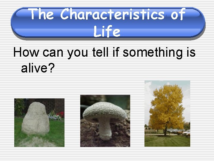 Characteristics of Life Objectives List six characteristics of