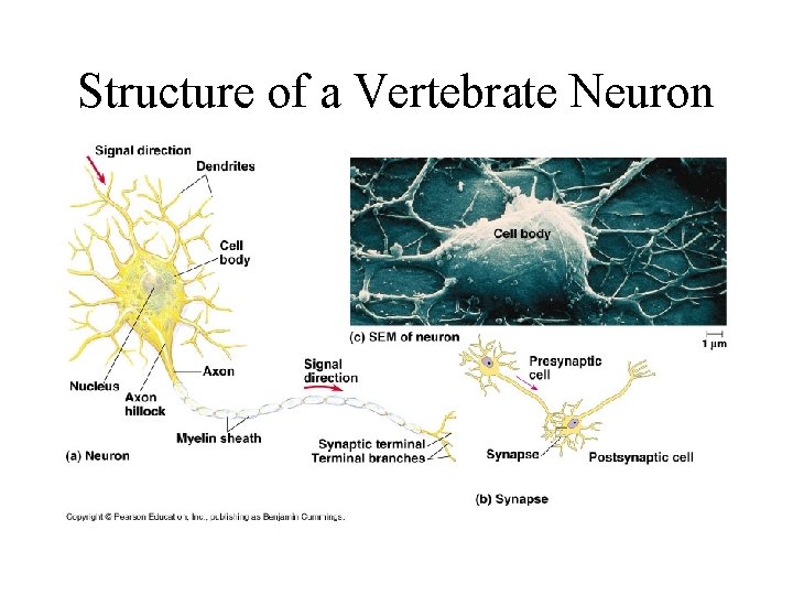 Nervous Systems Structure of a Vertebrate Neuron Diversity