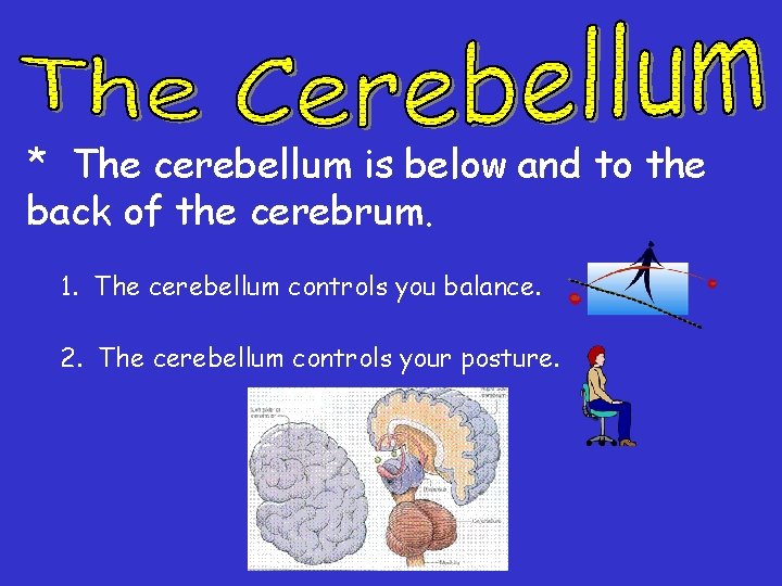 Nervous Systems Structure of a Vertebrate Neuron Diversity