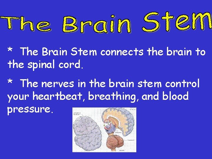 Nervous Systems Structure of a Vertebrate Neuron Diversity