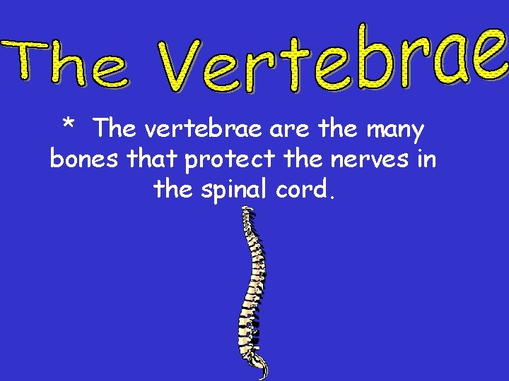 Nervous Systems Structure of a Vertebrate Neuron Diversity