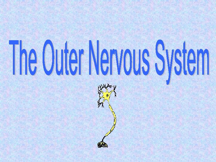 Nervous Systems Structure of a Vertebrate Neuron Diversity