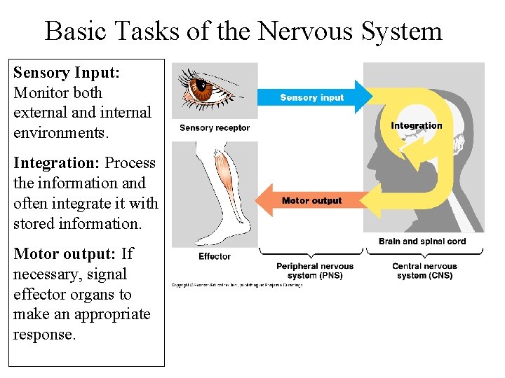 Nervous Systems Structure of a Vertebrate Neuron Diversity