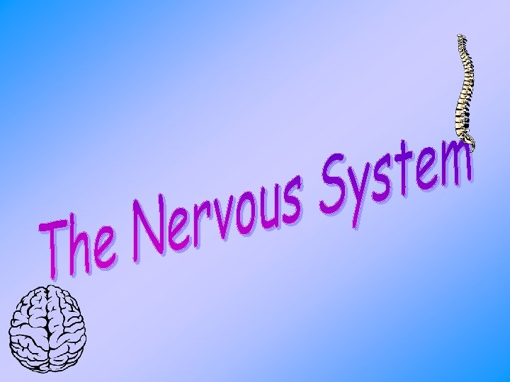 Nervous Systems Structure of a Vertebrate Neuron Diversity