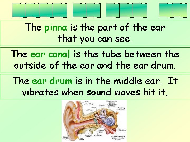 Nervous Systems Structure of a Vertebrate Neuron Diversity