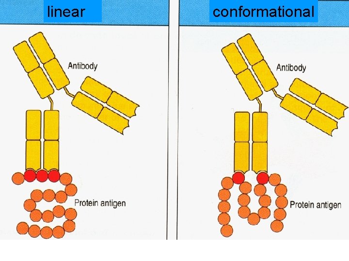 Chapter 15 B cell mediated immune response B