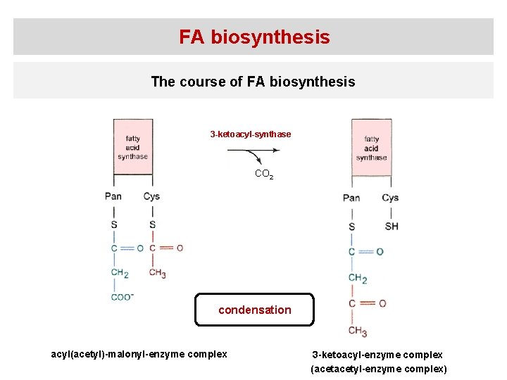 Synthesis and degradation of fatty acids Zdeka Kluskov