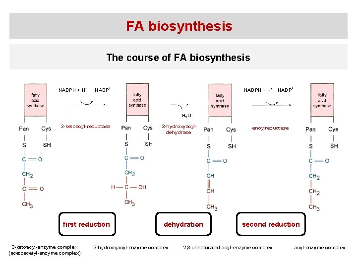 Synthesis and degradation of fatty acids Zdeka Kluskov