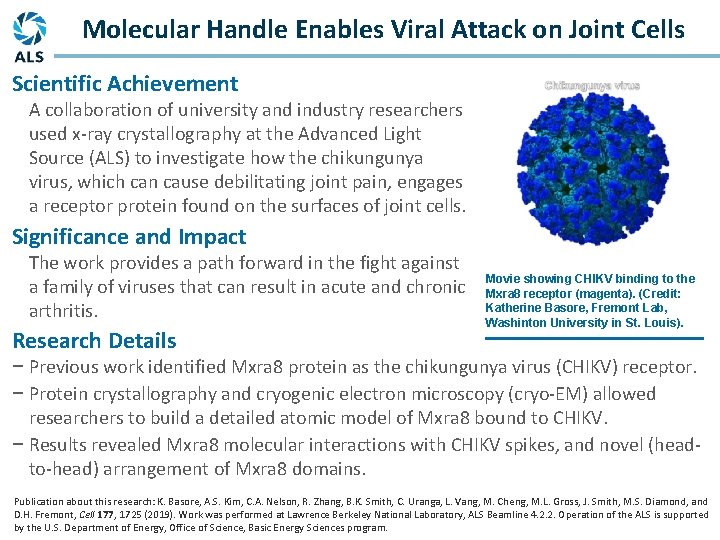 Molecular Handle Enables Viral Attack on Joint Cells
