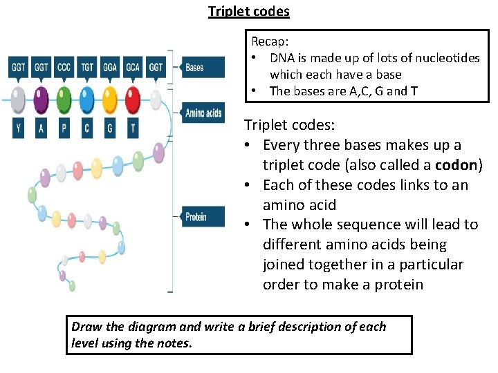 New topic Week 1 Inheritance and Variation DNA