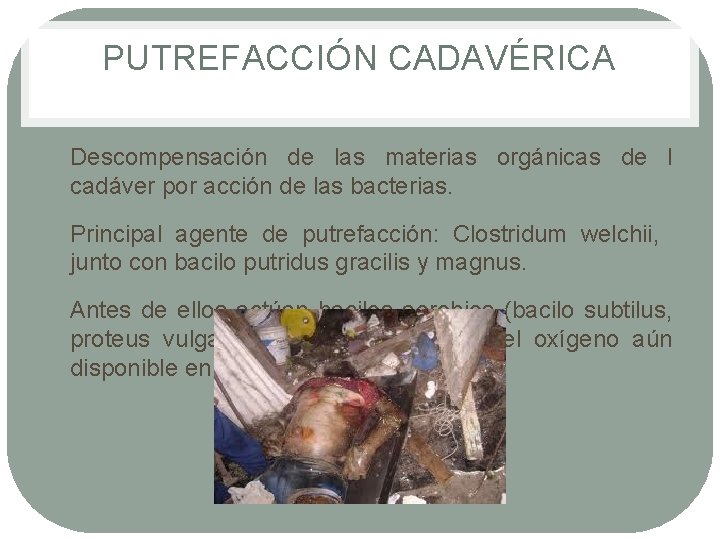 Tanatologa Medicina legal Clasificacin de los fenmenos cadavricos