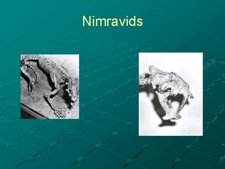 Mammals of the Badlands By Christina Hurley Badlands