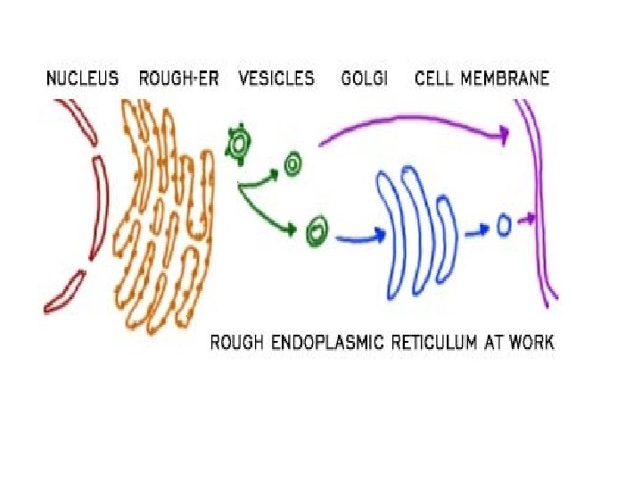 The Endomembrane system endo within is a group