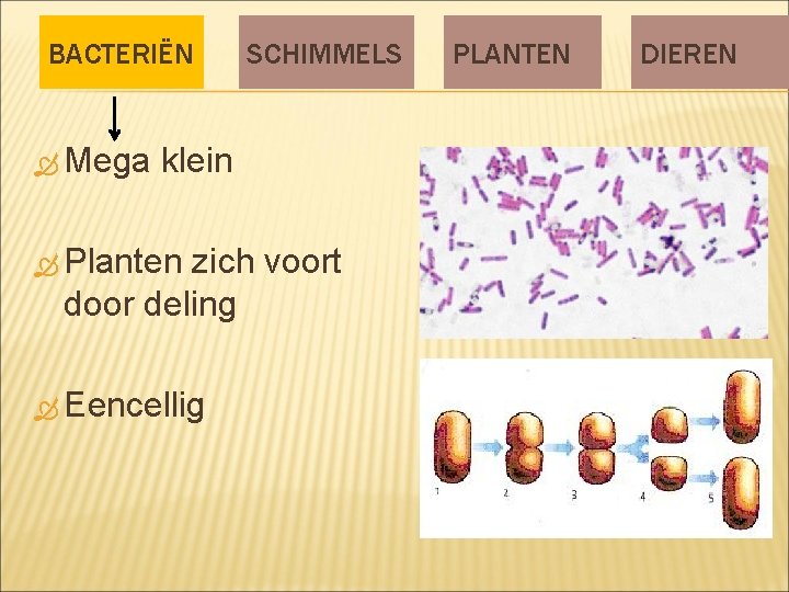 1 HA 2 ORDENING Organismen Rijken Bacterin Schimmels