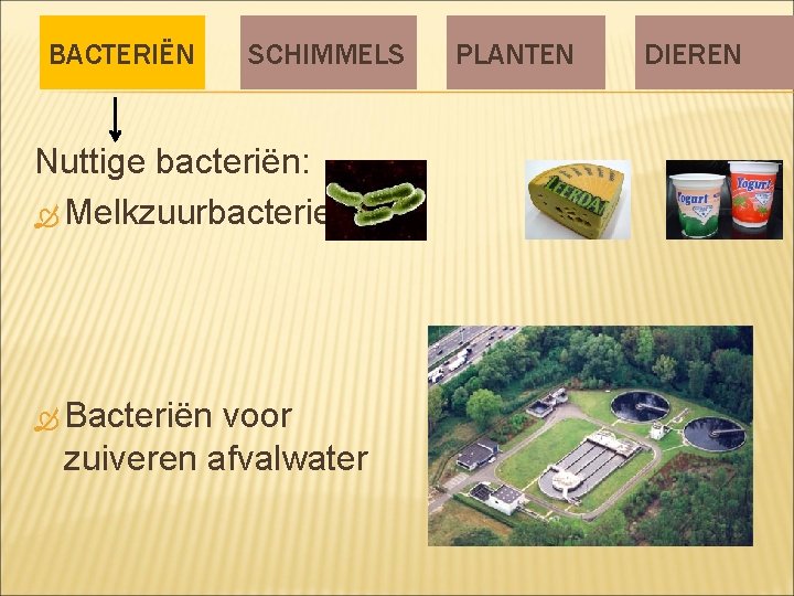 1 HA 2 ORDENING Organismen Rijken Bacterin Schimmels