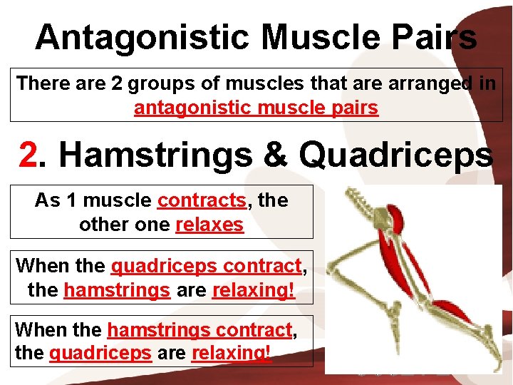 Topic 9 The Muscular System Learning Objectives To