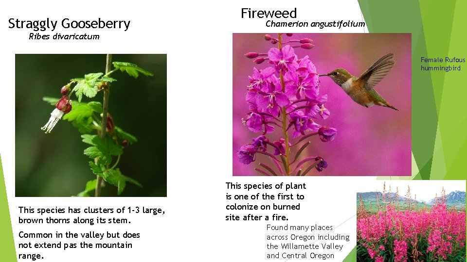 Native Plants That Attract Hummingbirds in the Willamette