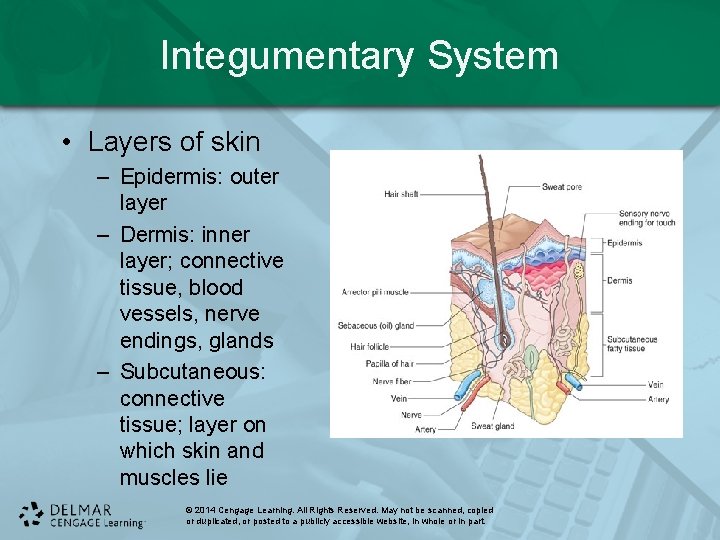 Chapter 30 Examinations and Procedures of Body Systems