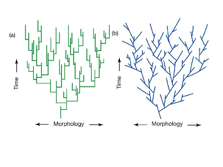 Macroevolutionary patterns and the fossil record Diversity changes