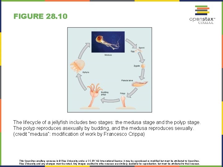 BIOLOGY Chapter 28 INVERTEBRATES Power Point Image Slideshow