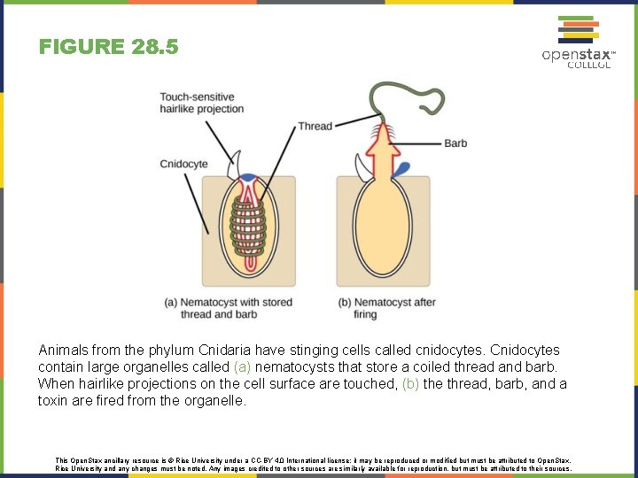 BIOLOGY Chapter 28 INVERTEBRATES Power Point Image Slideshow