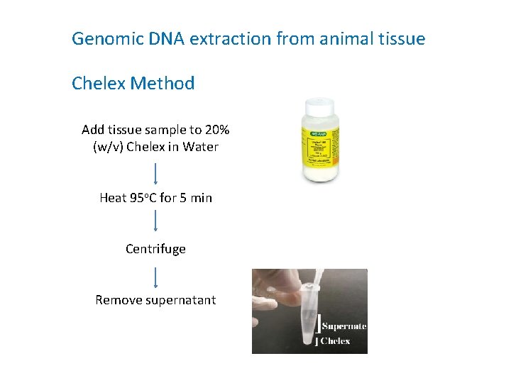 Genomic DNA purification IMBB 2013 Why purify DNA