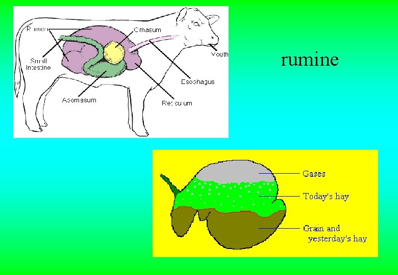 RUMINANTI Mammiferi ungulati ORDINE SUBORDINE Artiodactyla Ruminantia 5