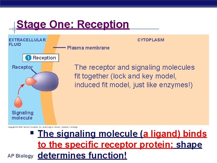 Cell Communication AP Biology The Cellular Internet All