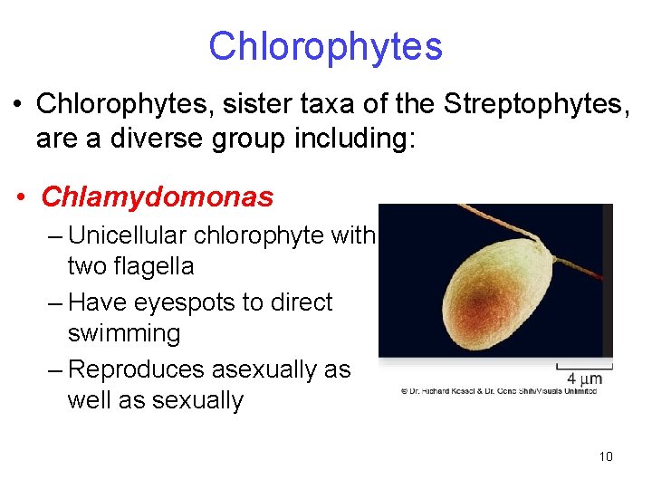 Overview of Green Plants Chapter 30 Defining Plants