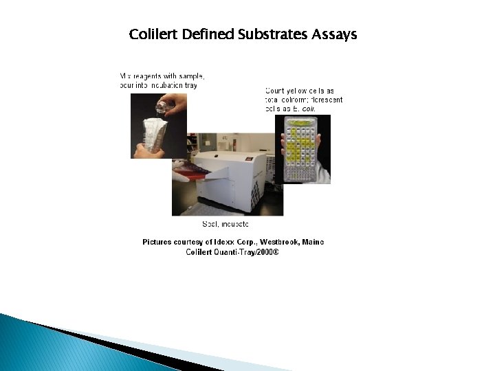 Bacterial sampling and analysis from a RMS Rainwater