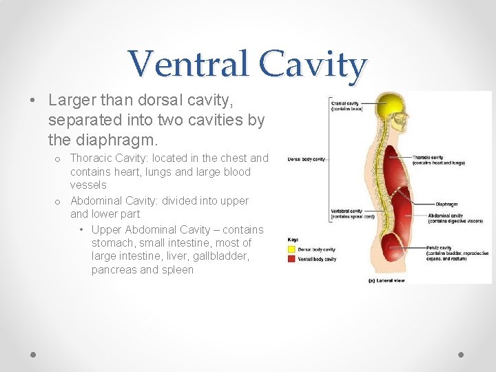 Body Planes and Cavities Principles of Health Science