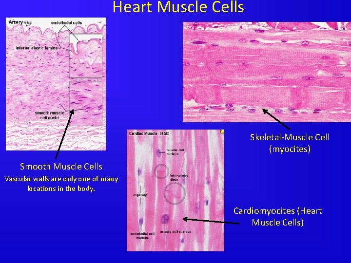 Primer on Cardiovascular Anatomy and Physiology Lecture 1